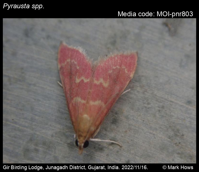 Pyrausta spp. Schrank, 1802 - | Moths